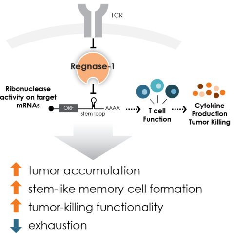 Platform - KSQ Therapeutics