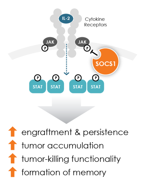 Platform - KSQ Therapeutics